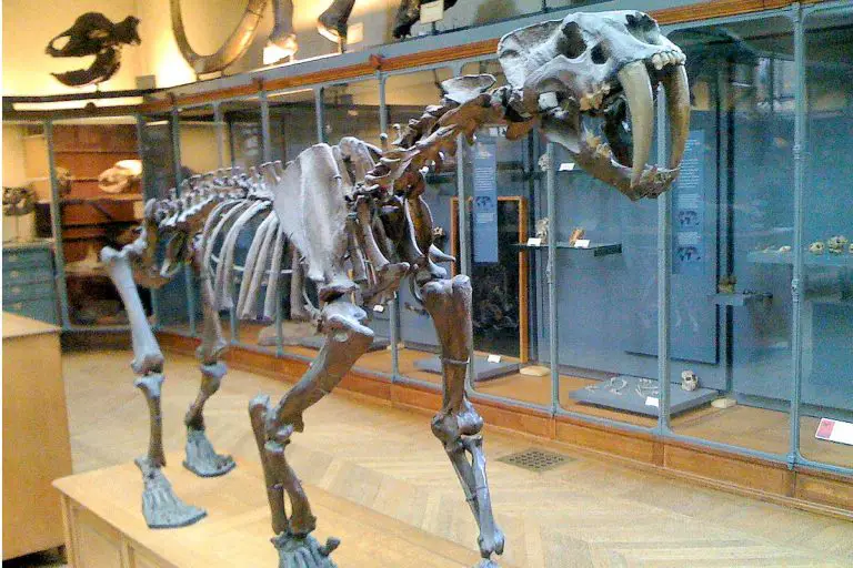 Perro » Características, Alimentación, Hábitat, Reproducción, Depredadores