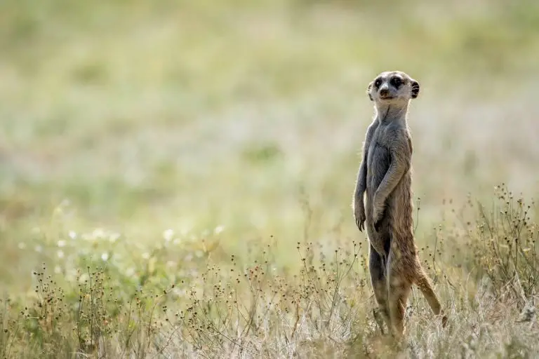 Suricata » Características, Alimentación, Hábitat, Reproducción ...