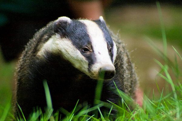 Tejón » Características, Alimentación, Hábitat, Reproducción, Depredadores