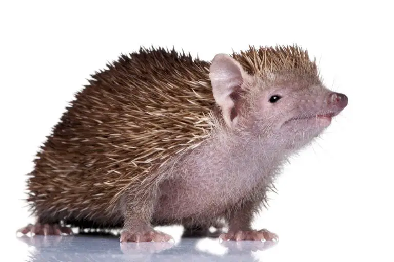 Tenrec » Características, Alimentación, Hábitat, Reproducción, Depredadores