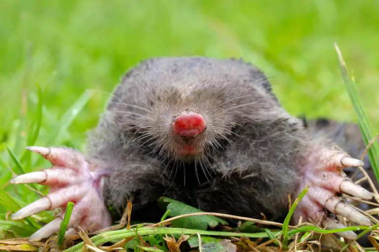 Loris Perezoso » Características, Alimentación, Hábitat, Reproducción ...