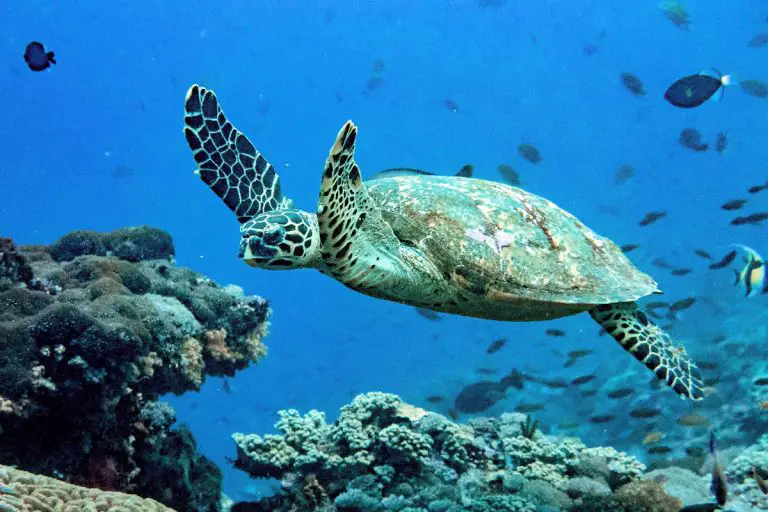 Tortuga Matamata » Características, Alimentación, Hábitat, Reproducción ...