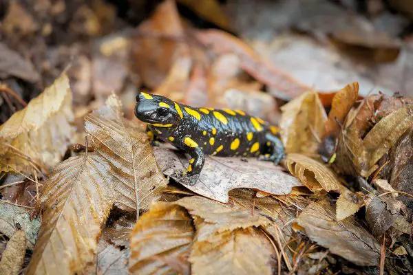 ANIMALES DE LA SELVA » Significado, Características, Clasificación Y ...