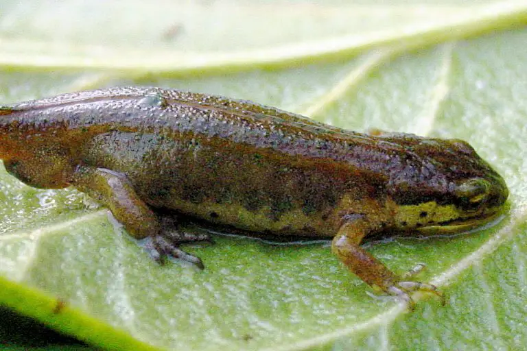 Tritón » Características, Alimentación, Hábitat, Reproducción, Depredadores