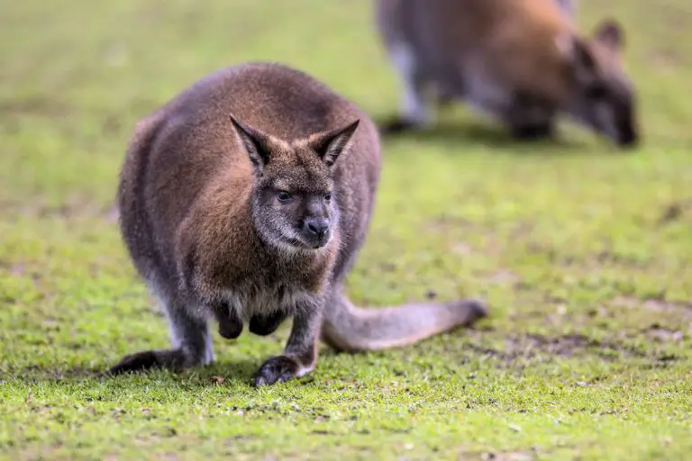 Ualabí » Características, Alimentación, Hábitat, Reproducción, Depredadores