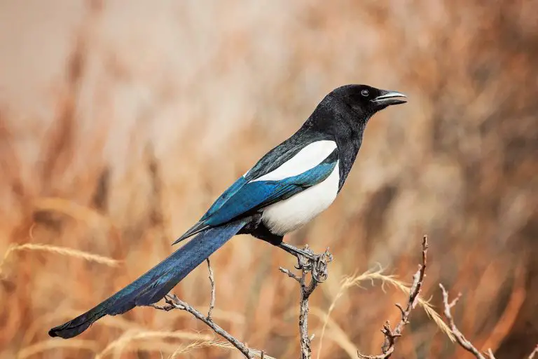 Urraca » Características, Alimentación, Hábitat, Reproducción, Depredadores