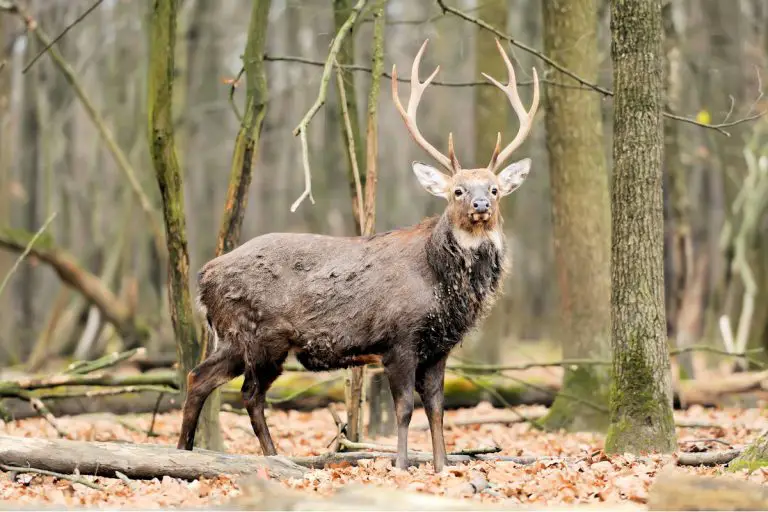 Venado » Características, Alimentación, Hábitat, Reproducción, Depredadores