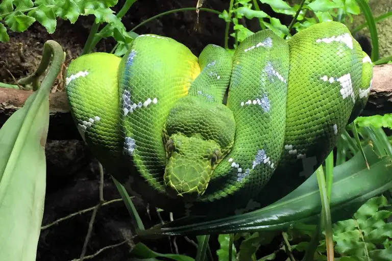 Boa Constrictor » Características, Alimentación, Hábitat, Reproducción ...