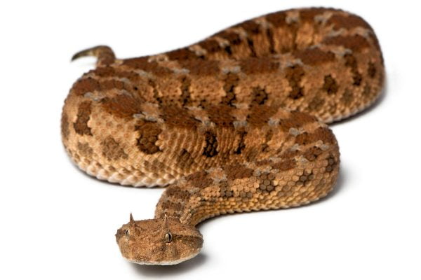 Víbora » Características, Alimentación, Hábitat, Reproducción, Depredadores