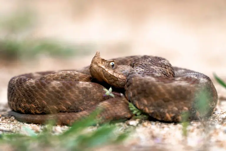 Boa Constrictor » Características, Alimentación, Hábitat, Reproducción ...
