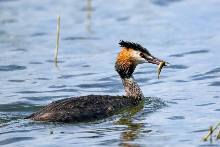 Alca Gigante » Características, Alimentación, Hábitat, Reproducción ...