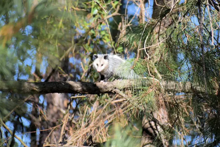 Musaraña » Características, Alimentación, Hábitat, Reproducción ...