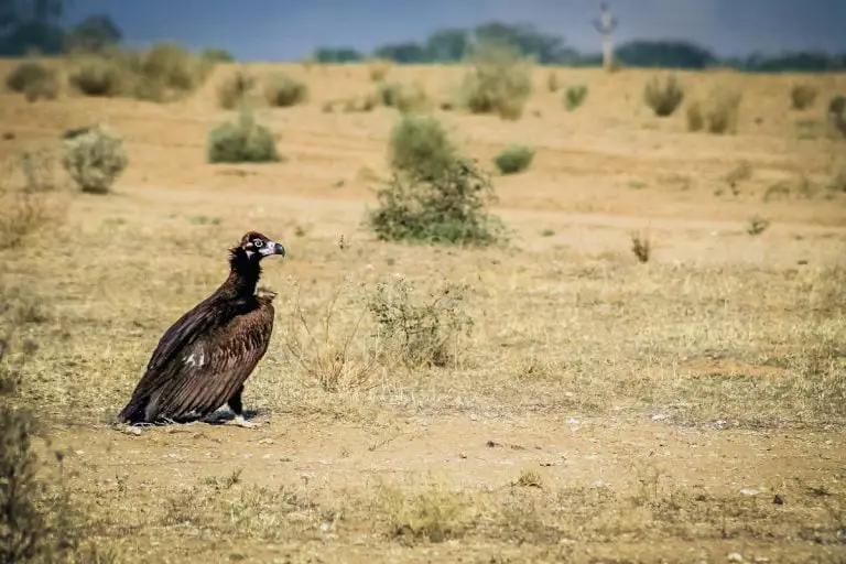 Zopilote » Características, Alimentación, Hábitat, Reproducción ...