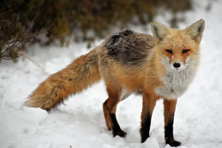 Rorcual » Características, Alimentación, Hábitat, Reproducción ...