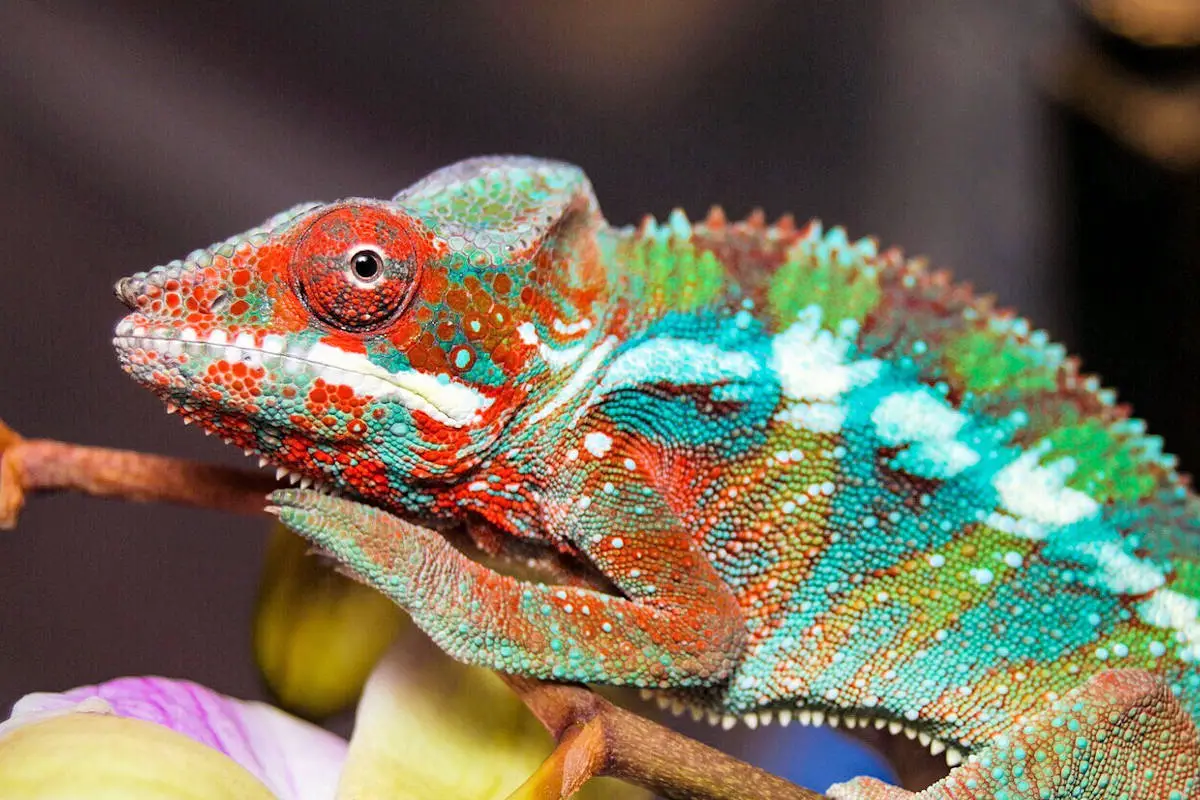 ANIMALES DE LA SELVA » Significado, Características, Clasificación Y ...