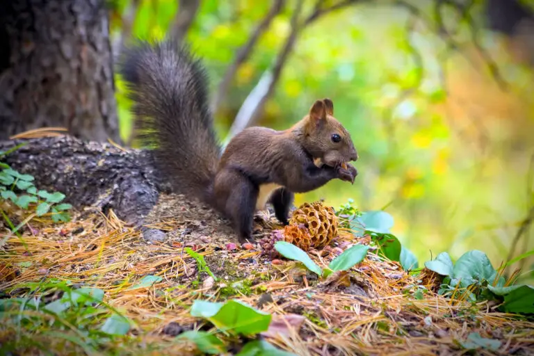 ANIMALES DEL BOSQUE » Significado, Características, Clasificación Y ...