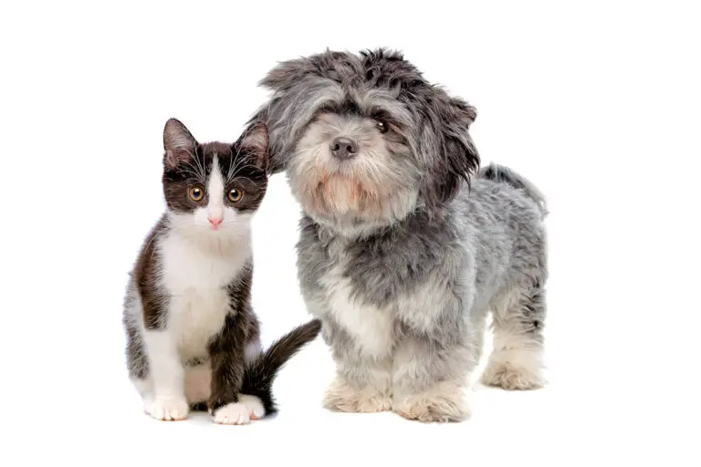 ANIMALES DOMÉSTICOS » Significado, Características, Clasificación Y ...
