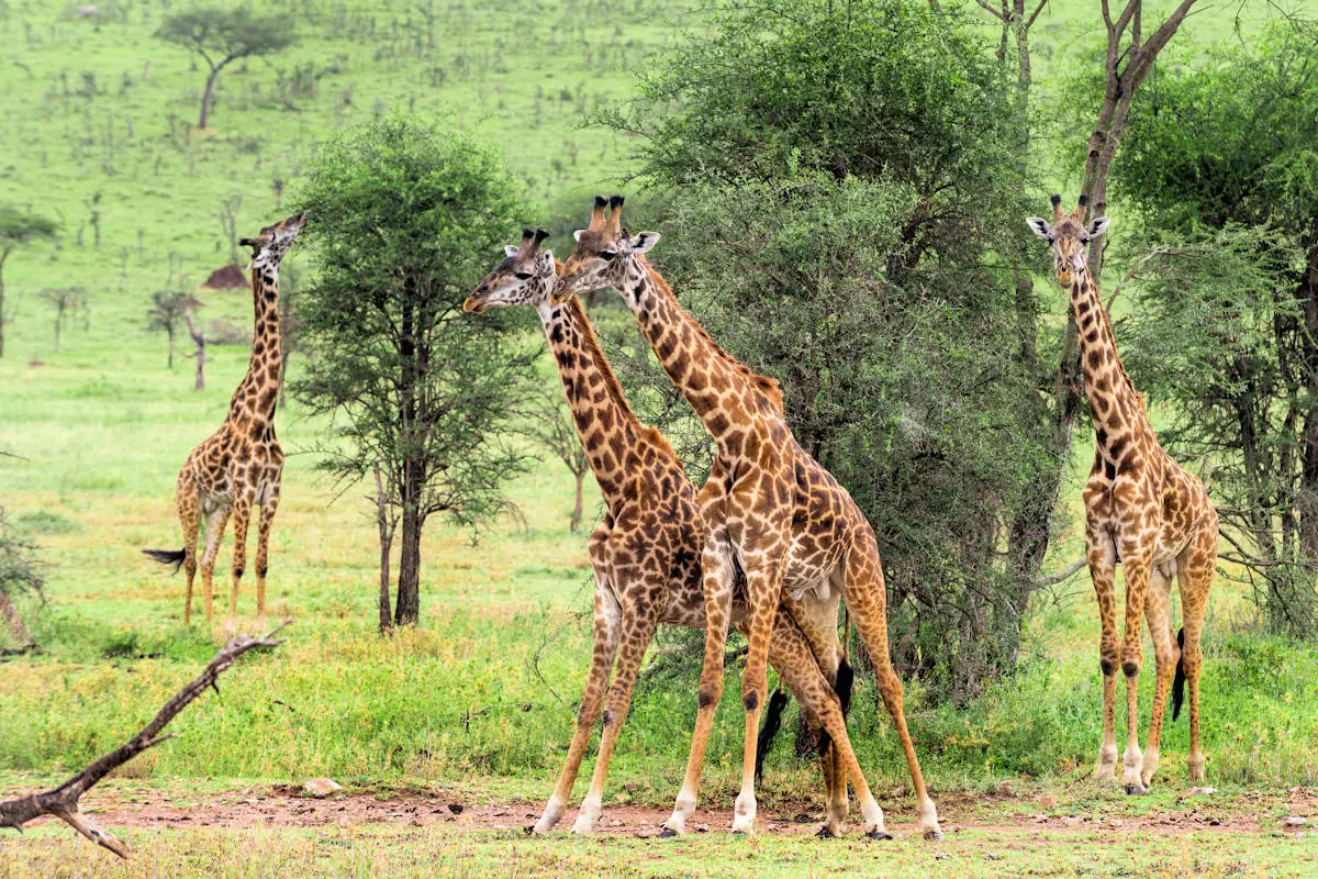 ANIMALES HERBÍVOROS » Significado, Características, Clasificación Y ...