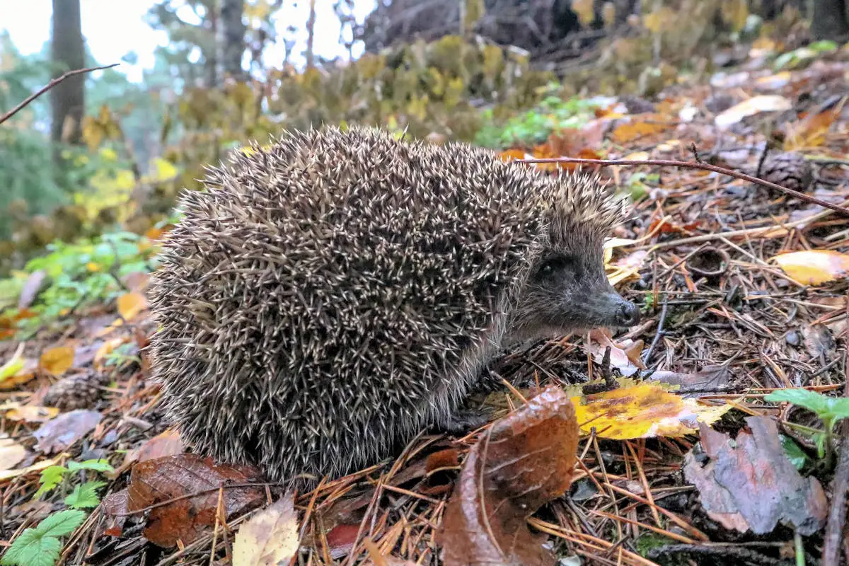 ANIMALES OMNÍVOROS » Características, Alimentación Y Formas De Vida