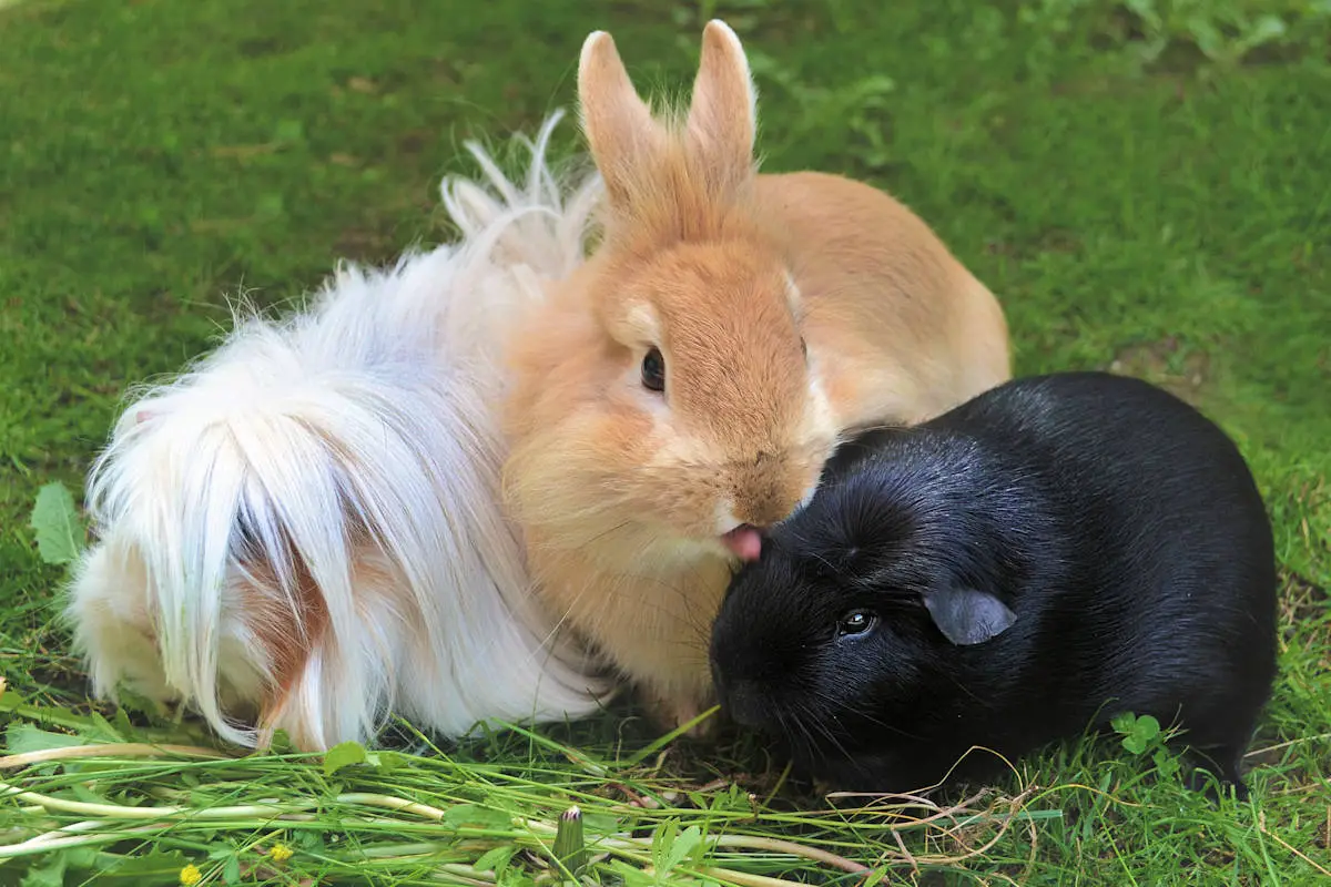 ANIMALES DOMÉSTICOS » Significado, Características, Clasificación Y ...