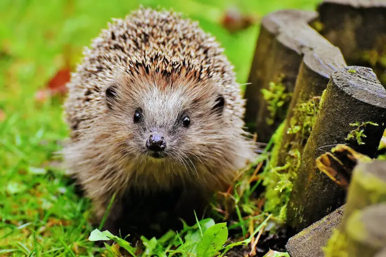 Animales Que Empiezan Por H » Características, Alimentación, Hábitat ...