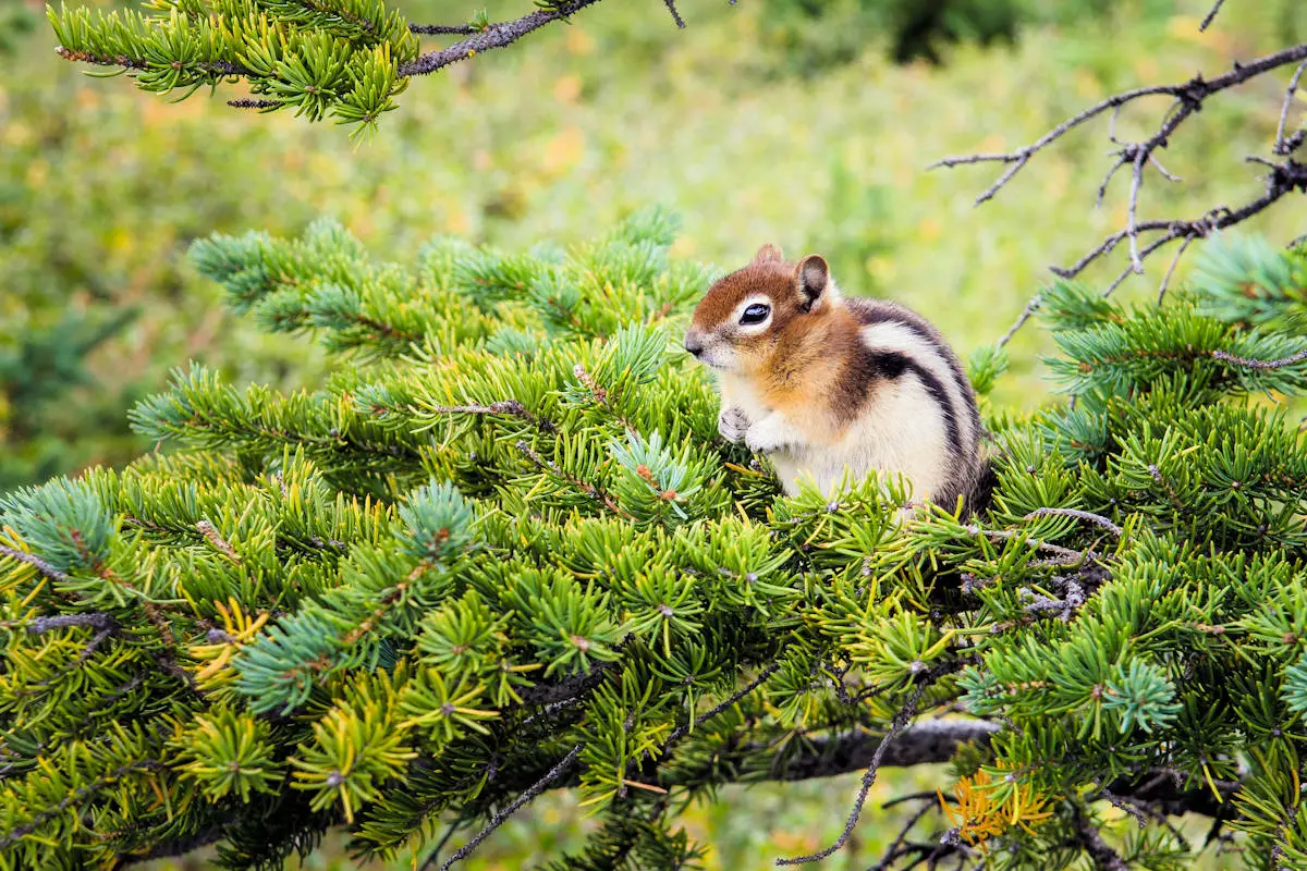 ANIMALES OMNÍVOROS » Características, Alimentación Y Formas De Vida
