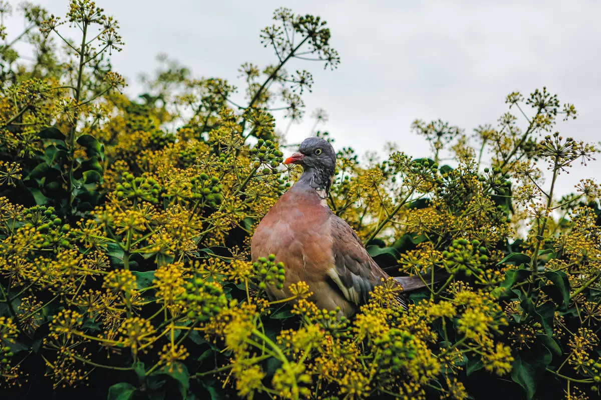 ANIMALES DEL BOSQUE » Significado, Características, Clasificación Y ...