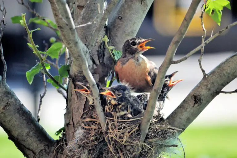 ANIMALES OVÍPAROS » Significado, Características, Clasificación Y Ejemplos