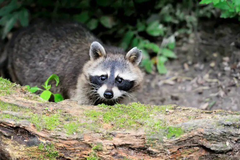 ANIMALES TERRESTRES » Significado, Características, Clasificación Y ...
