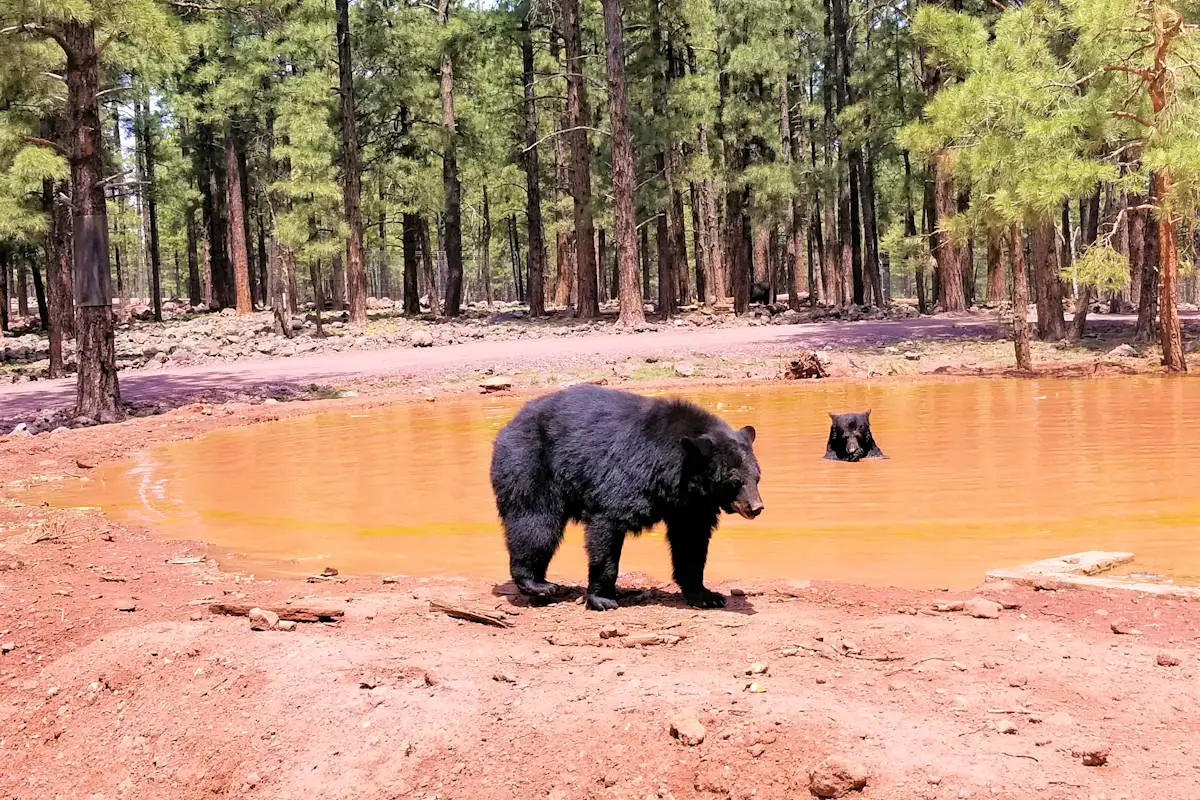 ANIMALES DEL BOSQUE » Significado, Características, Clasificación Y ...