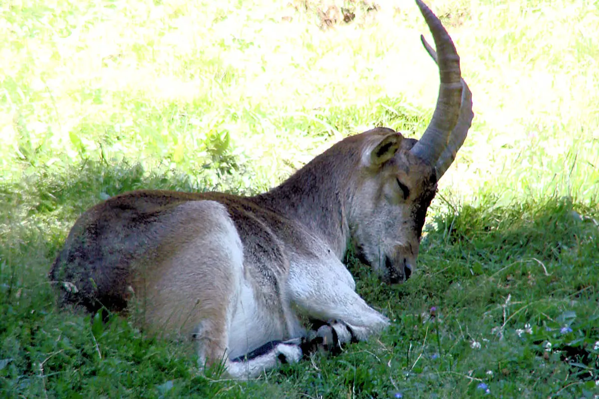 ANIMALES EXTINTOS » Significado, Características, Clasificación Y Ejemplos