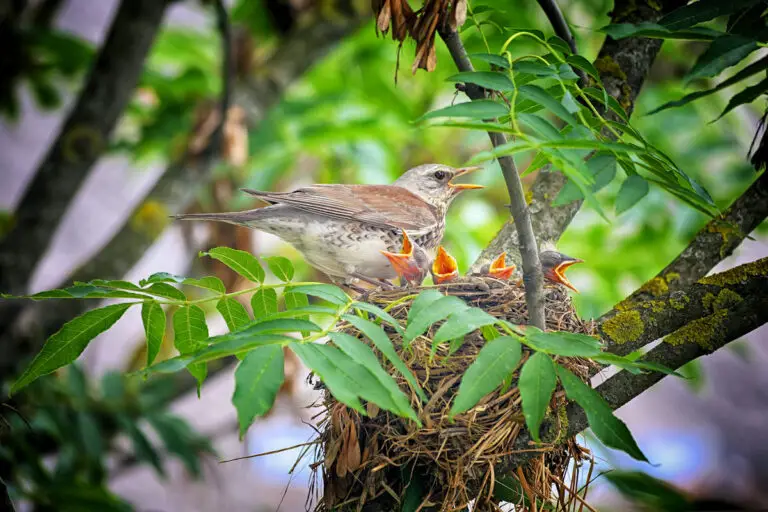 ANIMALES OVÍPAROS » Significado, Características, Clasificación Y Ejemplos