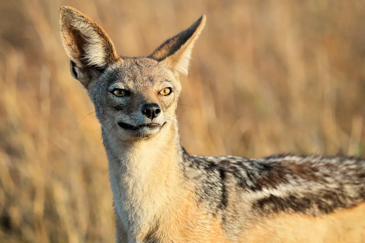 ANIMALES TERRESTRES » Significado, Características, Clasificación Y ...