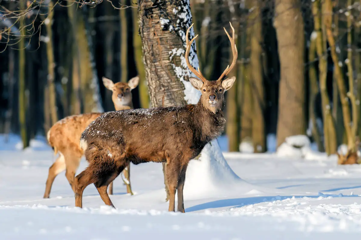 ANIMALES DEL BOSQUE » Significado, Características, Clasificación Y ...