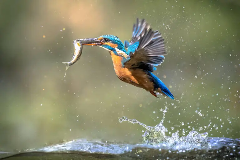 ANIMALES AÉREOS » Significado, Características, Clasificación Y Ejemplos