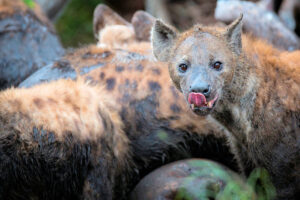 ANIMALES CARNÍVOROS » Estilo De Vida, Especies Y Características