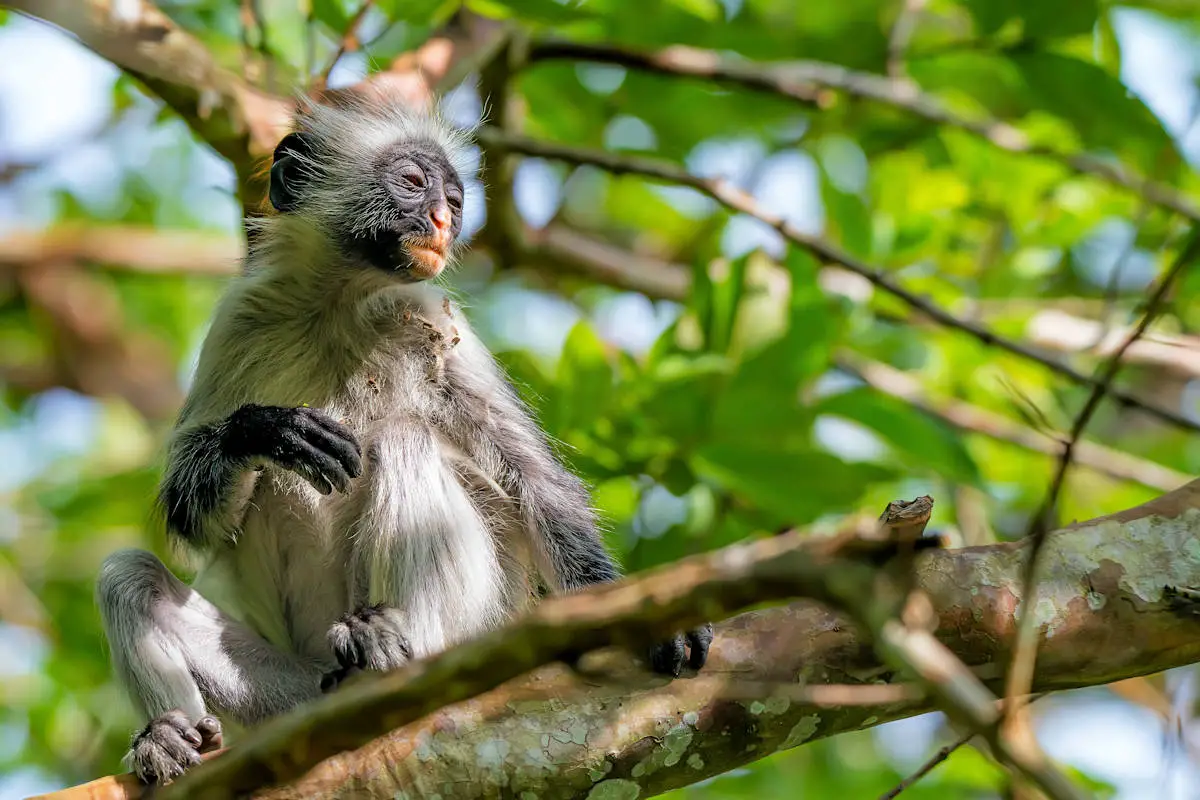 ANIMALES DE LA SELVA » Significado, Características, Clasificación Y ...