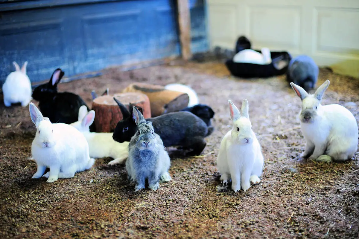 ANIMALES DE GRANJA » Significado, Características, Clasificación Y Ejemplos