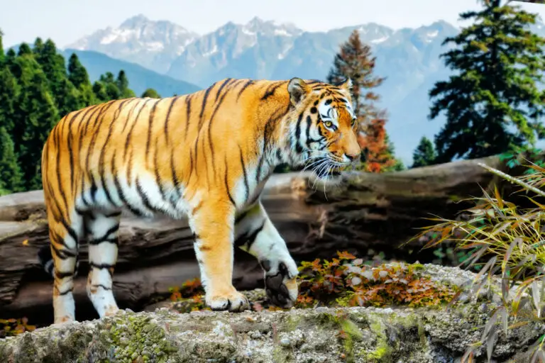 ANIMALES DEL BOSQUE » Significado, Características, Clasificación Y ...