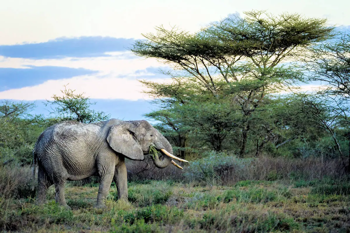 ANIMALES DEL BOSQUE » Significado, Características, Clasificación Y ...
