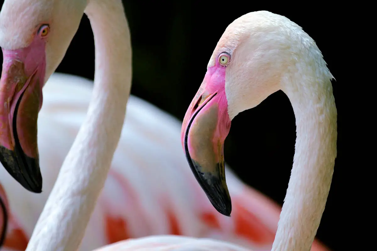 ANIMALES EXÓTICOS » Significado, Características, Clasificación Y Ejemplos