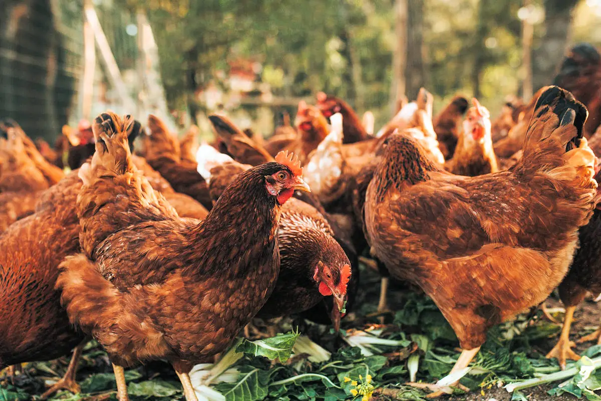 ANIMALES DE GRANJA » Significado, Características, Clasificación Y Ejemplos