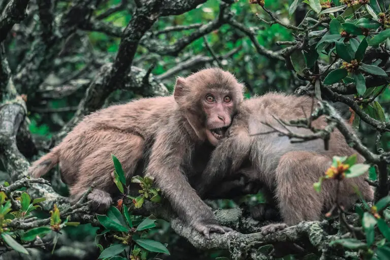 ANIMALES DE LA SELVA » Significado, Características, Clasificación Y ...