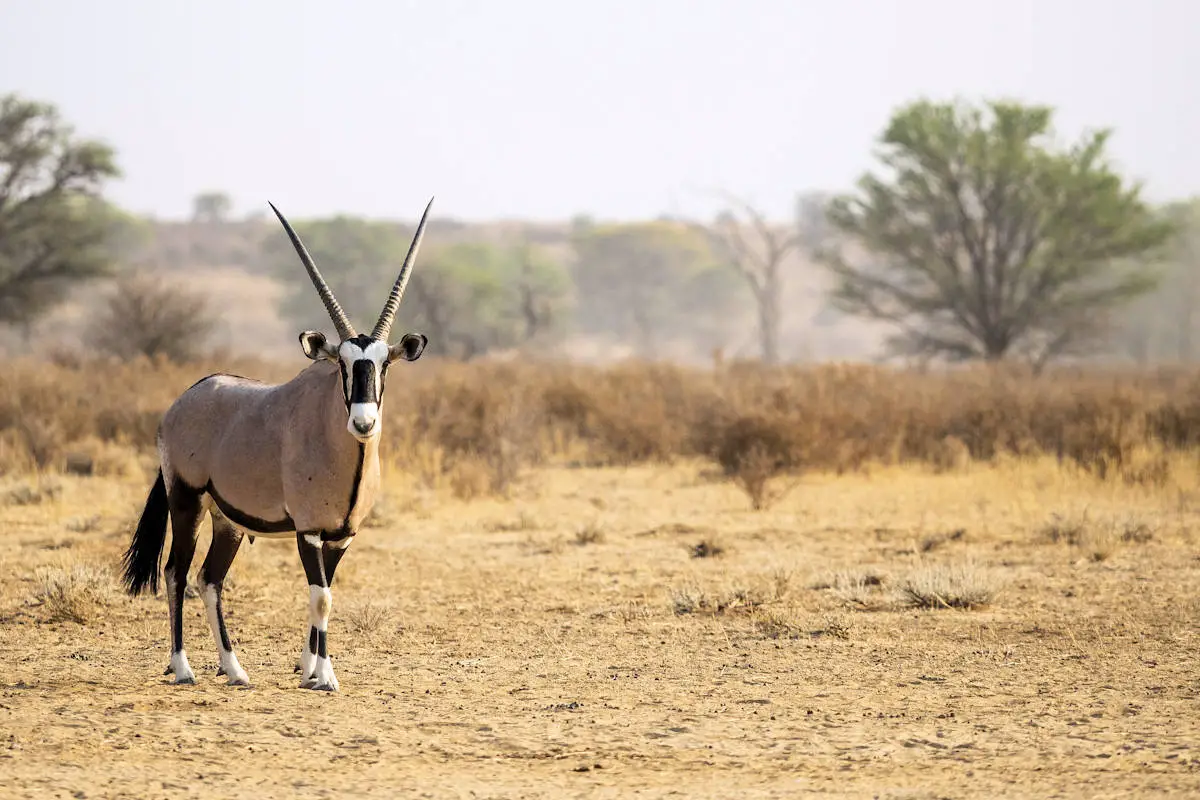 ANIMALES DEL DESIERTO » Significado, Características, Clasificación Y ...