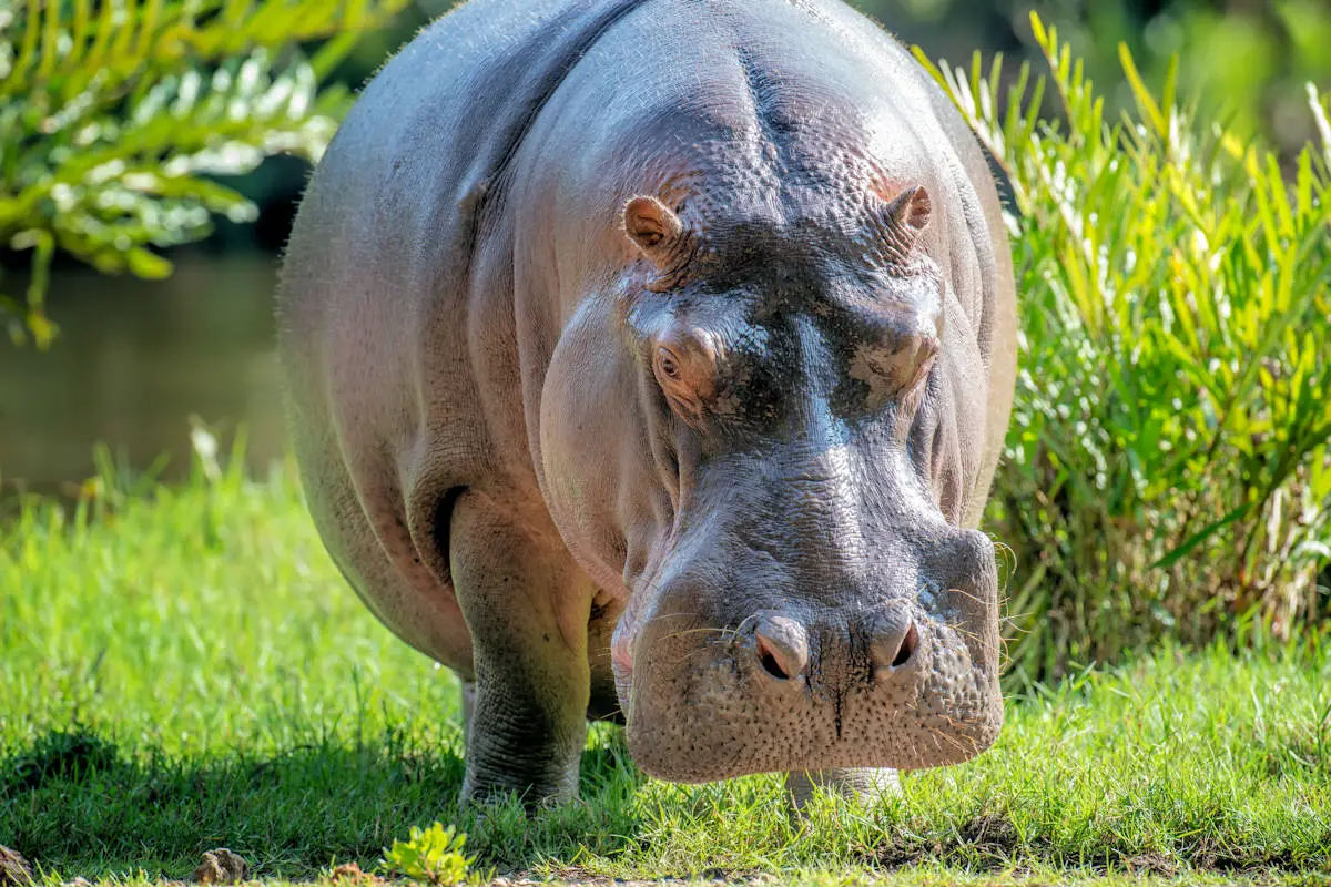 ANIMALES DE LA SELVA » Significado, Características, Clasificación Y ...