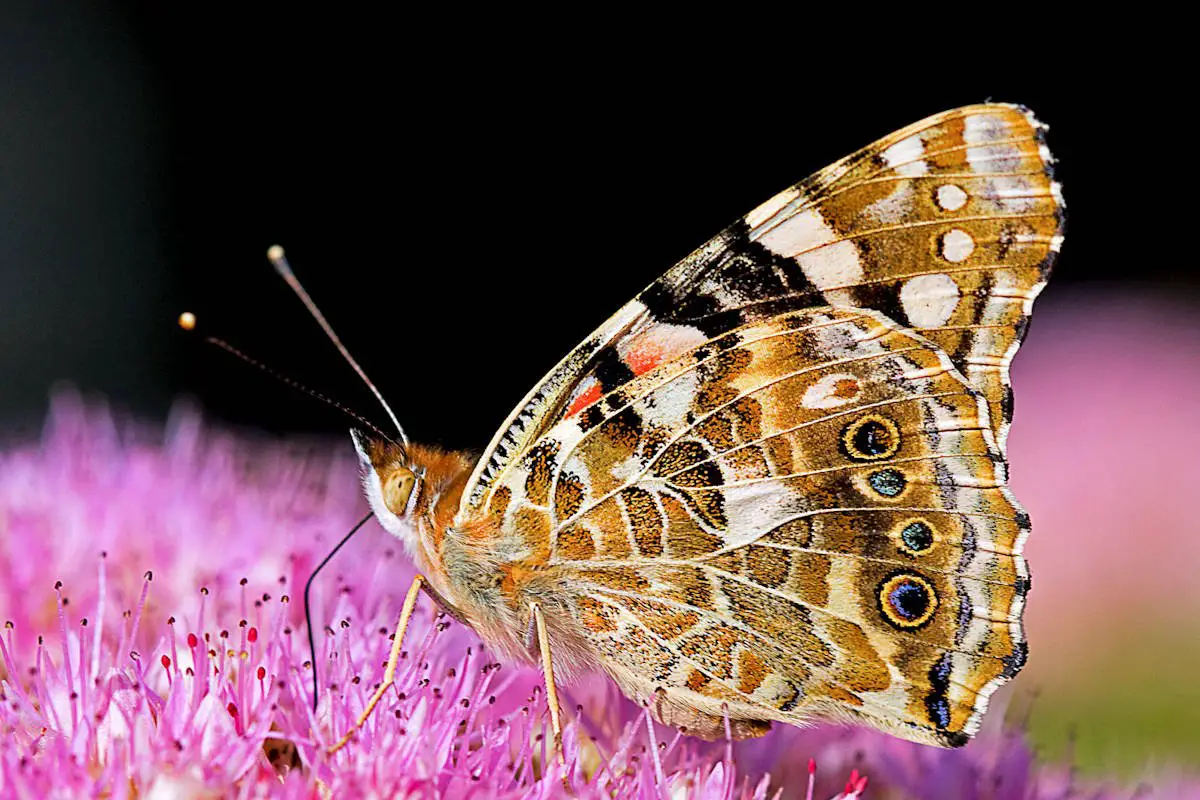 ANIMALES AÉREOS » Significado, Características, Clasificación Y Ejemplos