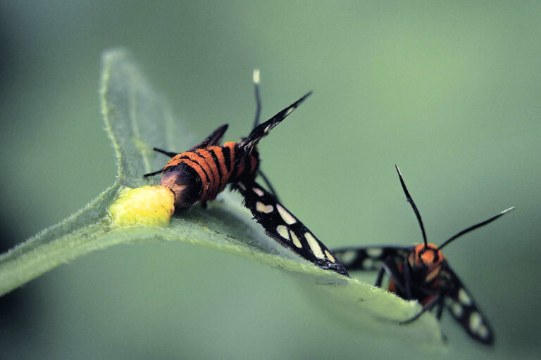 ANIMALES OVÍPAROS » Significado, Características, Clasificación Y Ejemplos