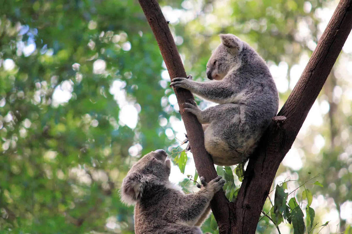 ANIMALES DEL BOSQUE » Significado, Características, Clasificación Y ...
