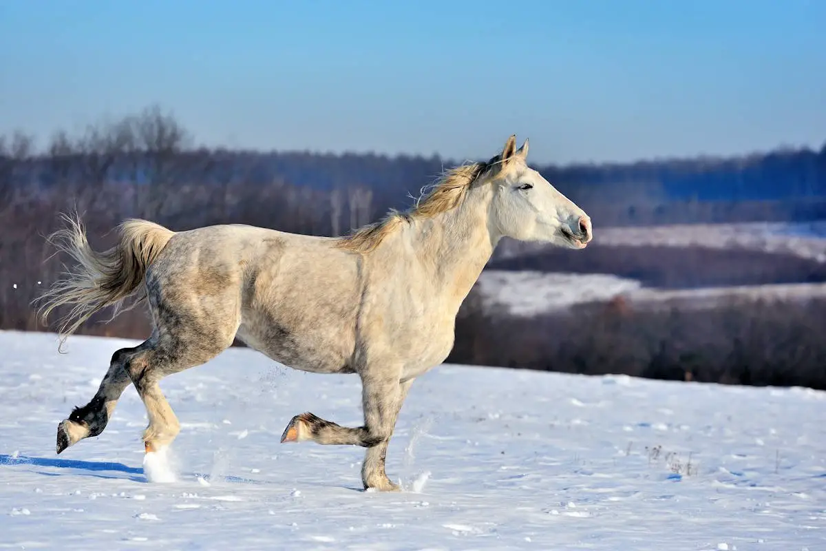 MAMÍFEROS » Significado, Características, Clasificación Y Ejemplos