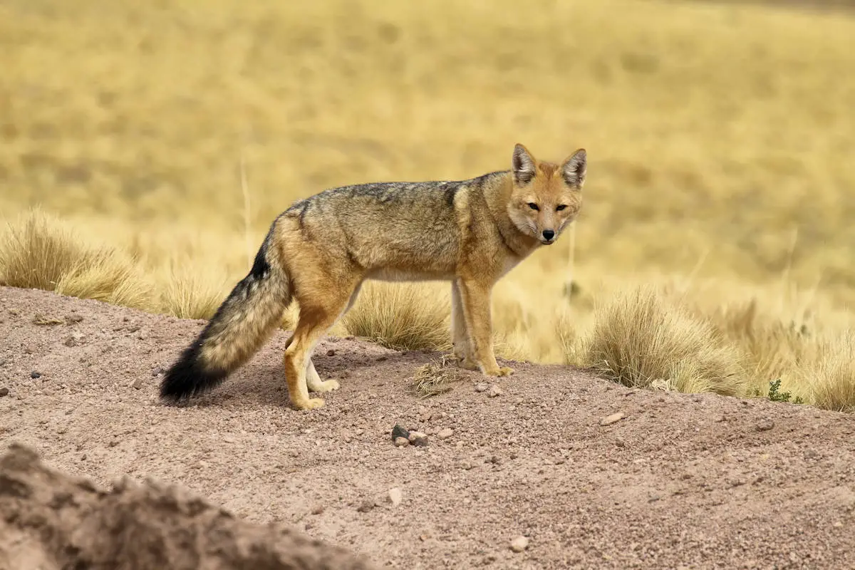 ANIMALES DEL DESIERTO » Significado, Características, Clasificación Y ...